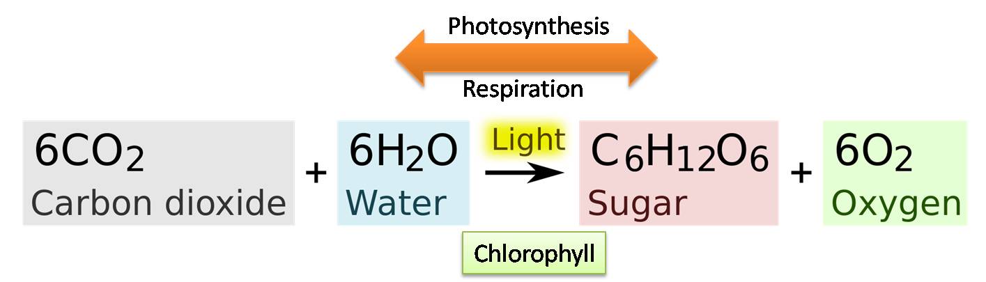 Photosynthesis:
